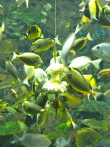 Ratnagiri Marine Fish Museum: A Unique Attraction for Nature Lovers - E ...