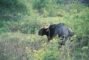 Bhadra Wildlife Sanctuary: Famous Tiger Reserve in the Western Ghats ...