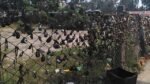Arulmigu Masani Amman Temple: A Sacred Abode of Goddess Masani - E ...